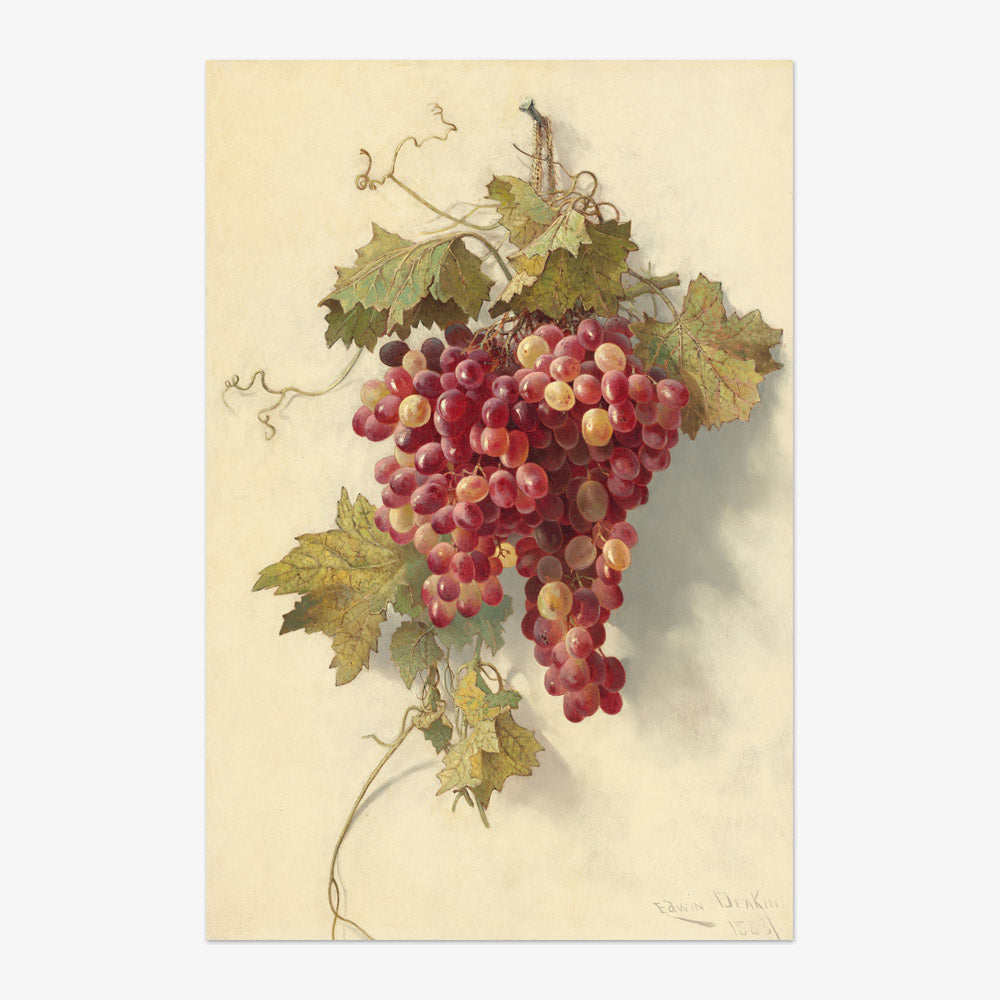 Edwin Deakin - Grapes Against White Wall – monalisaprints
